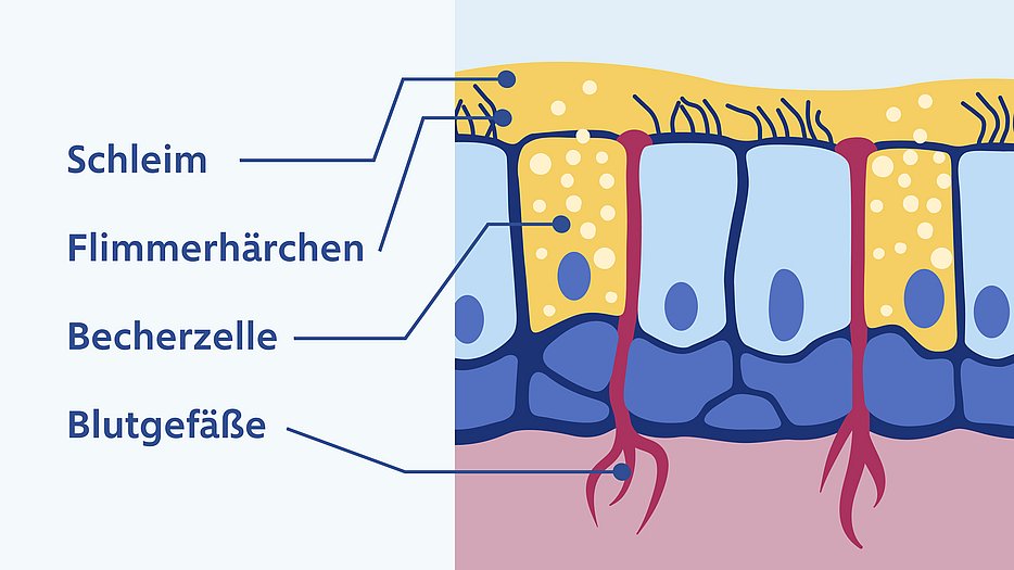 Die Schleimhaut in Hals und Rachen